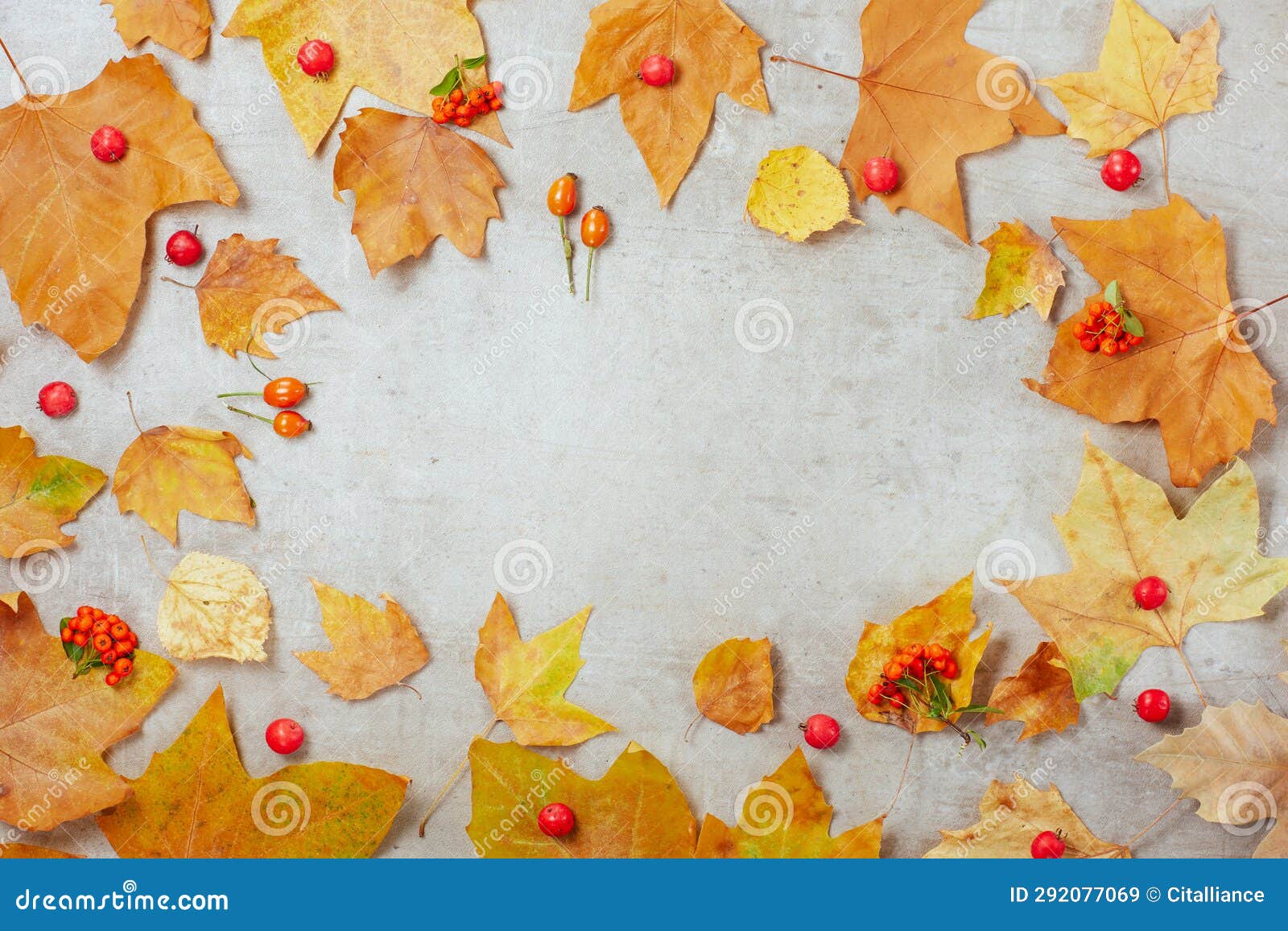 Autumn Flat Lay on Concrete Background with Autumn Leaves Stock Image ...