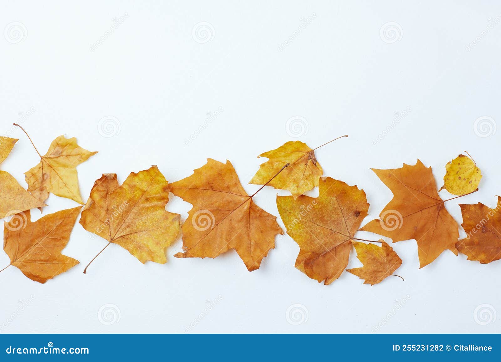 Autumn Flat Lay on White with Autumn Leaves Stock Photo - Image of life ...