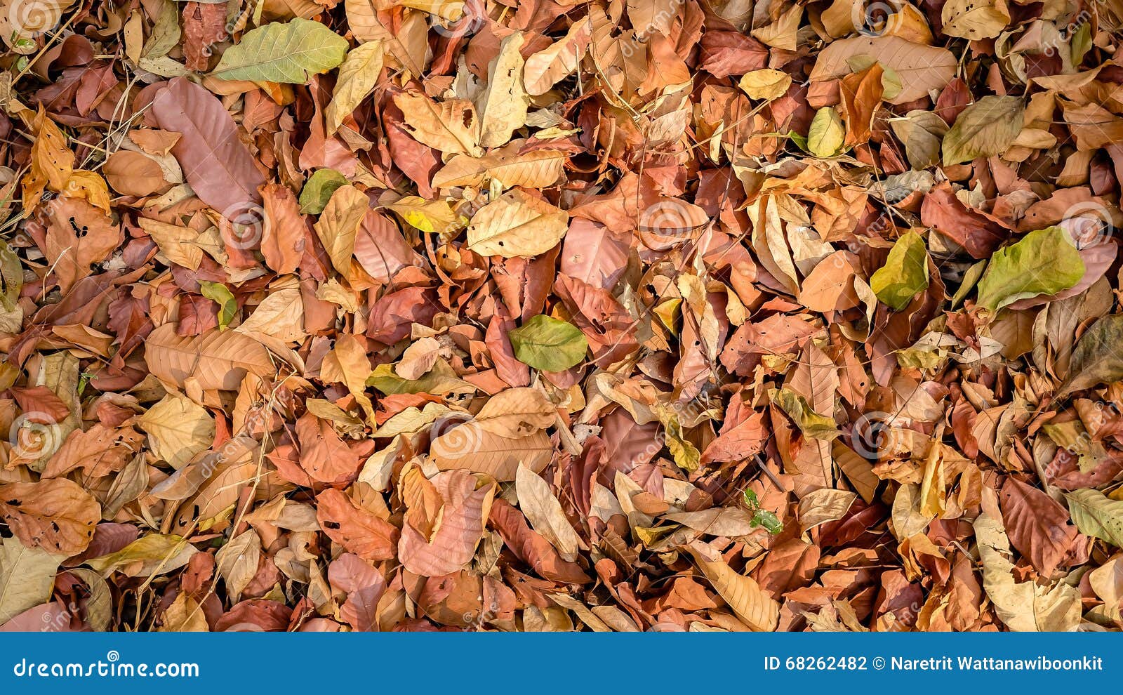 Autumn on Floor stock photo. Image of beauty, bright - 68262482
