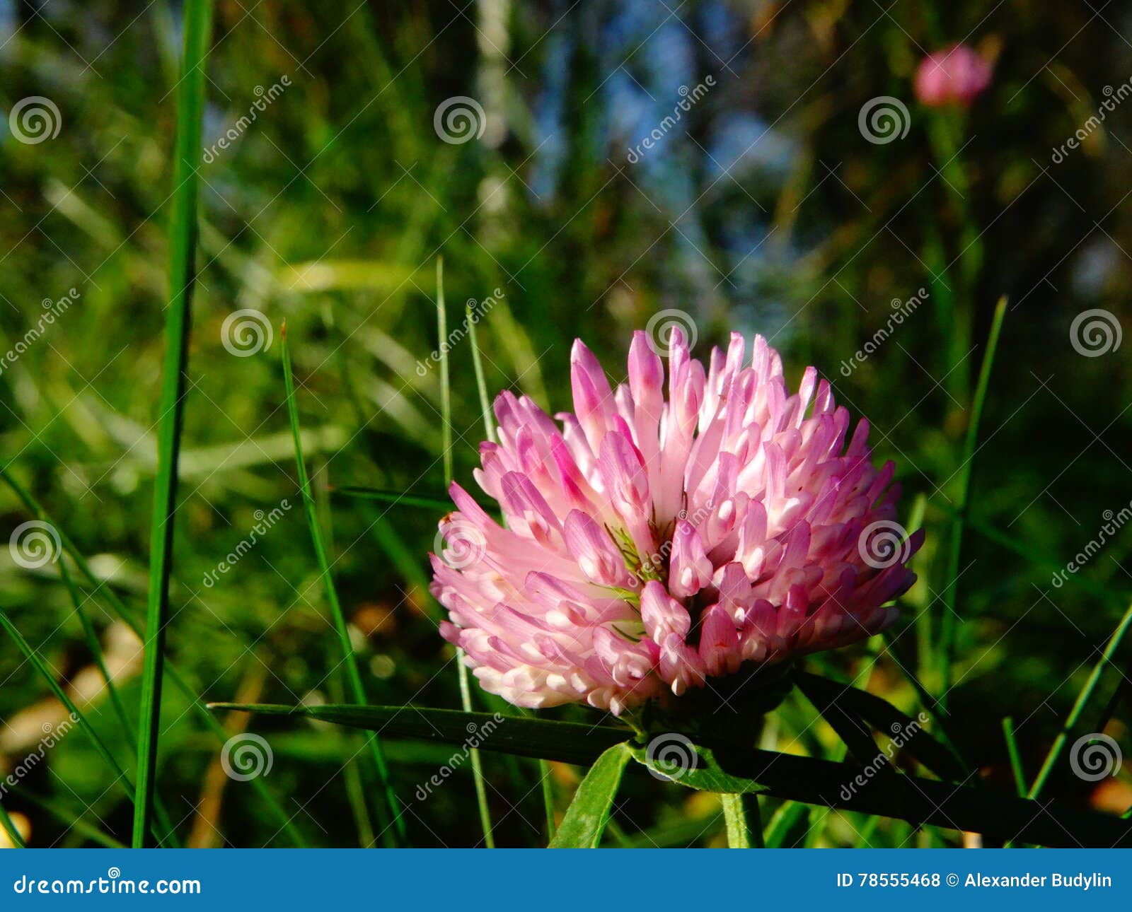 Autumn Flower in the Forest Stock Photo - Image of color, nature: 78555468