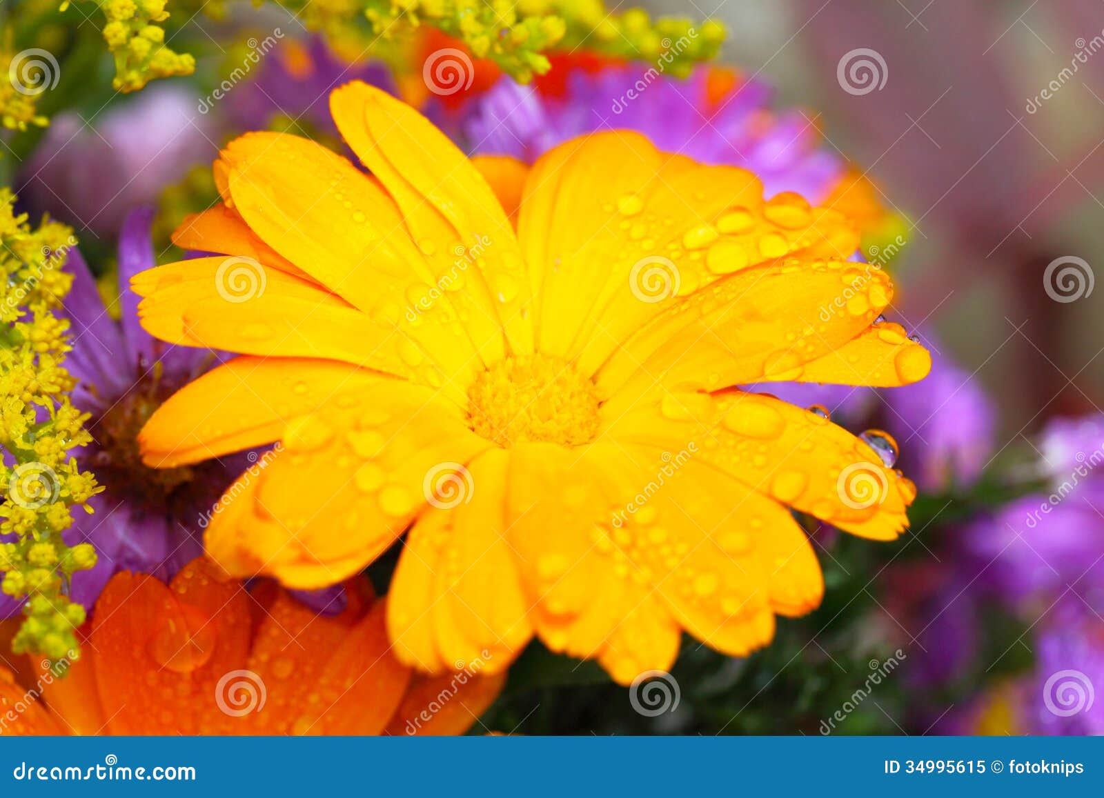 169 Aster Dew Drop Sun Stock Photos - Free & Royalty-Free Stock Photos ...