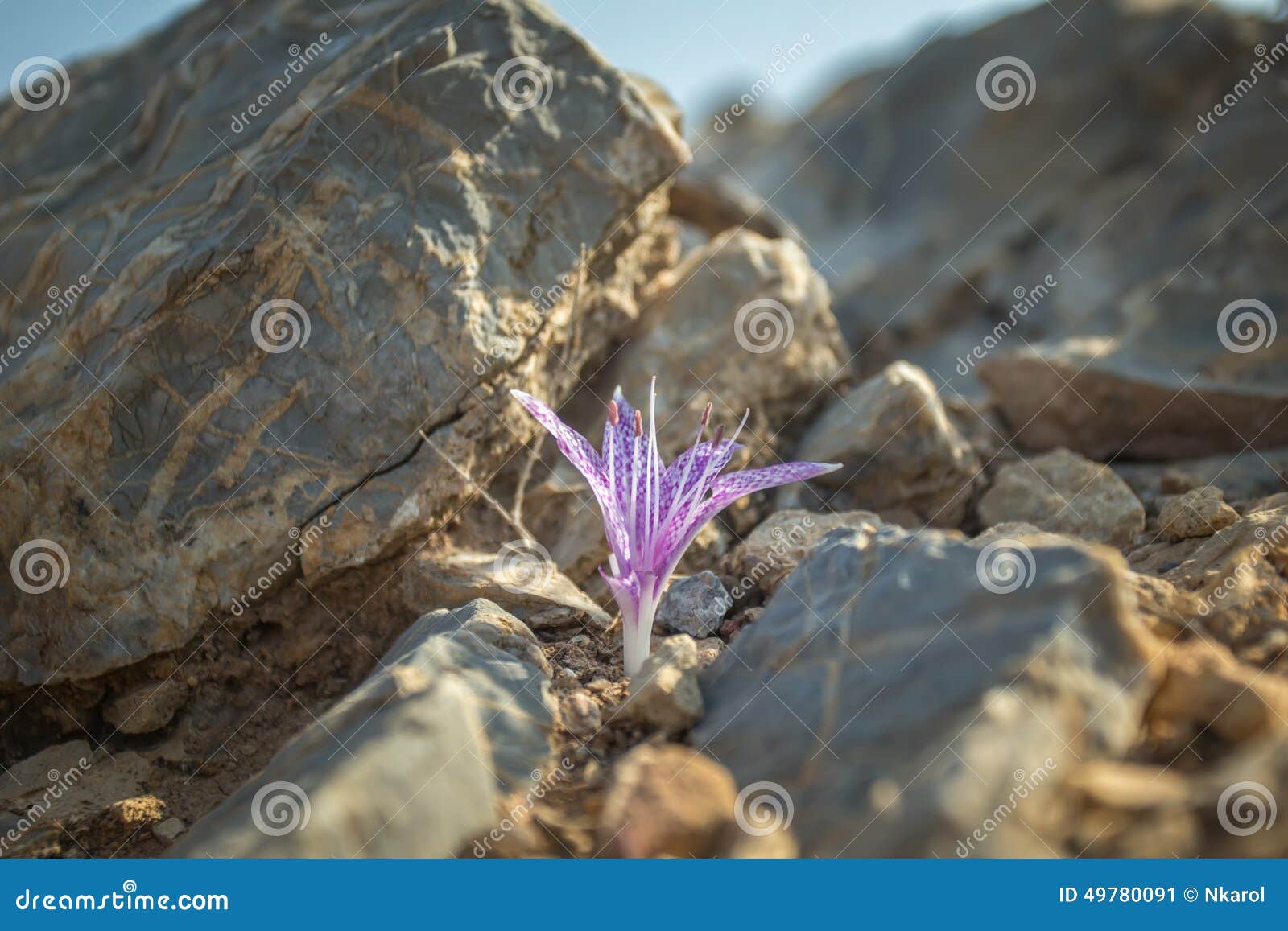 Autumn Flower of Wild Colchicum Variegatum Stock Image - Image of ...