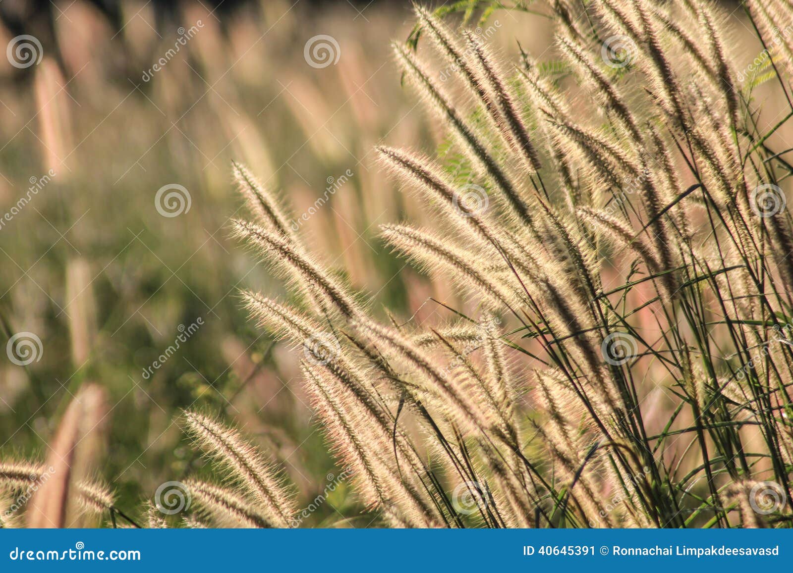 Autumn Flowering grass stock image. Image of green, plant - 40645391