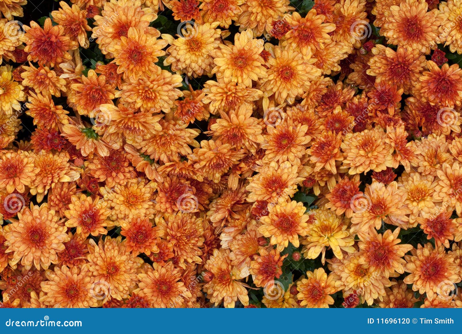 Autumn flowers stock photo. Image of close, flowers, group - 11696120
