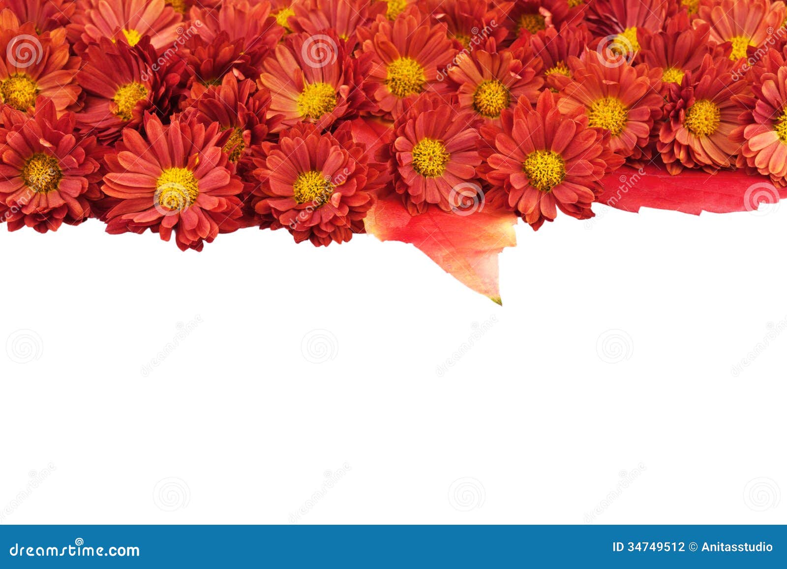 Autumn flowers border stock photo. Image of happy, frame - 34749512
