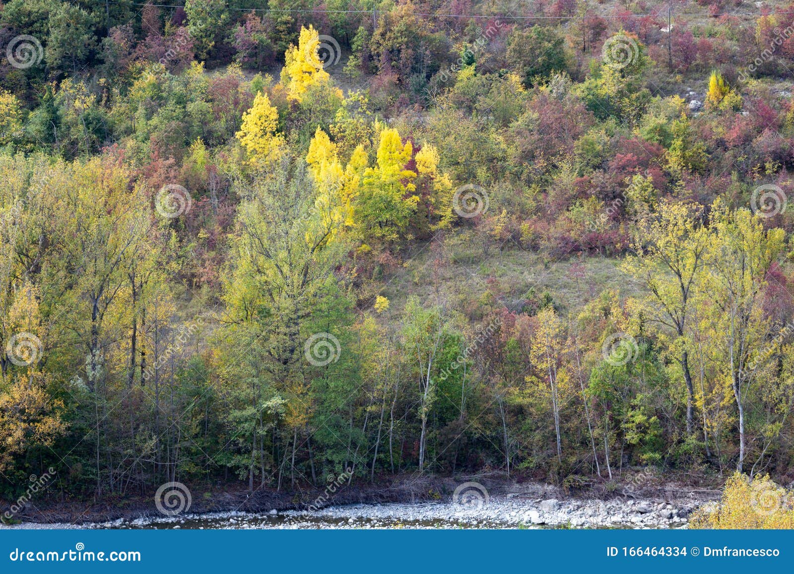 Autumn Flowers Chestnuts and Tree Colors Stock Photo - Image of healthy ...