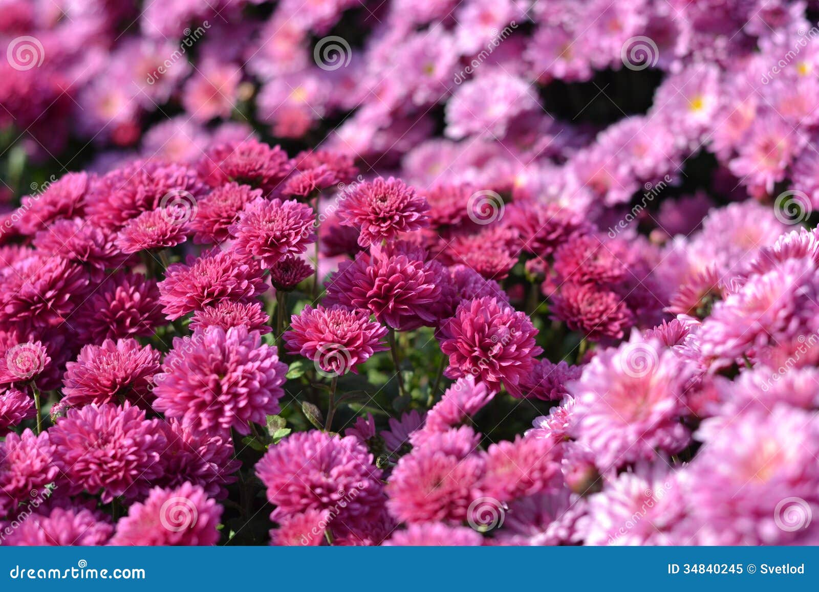 Autumn Chrysanthemum Flowers Stock Image - Image of fall, flowers: 34840245