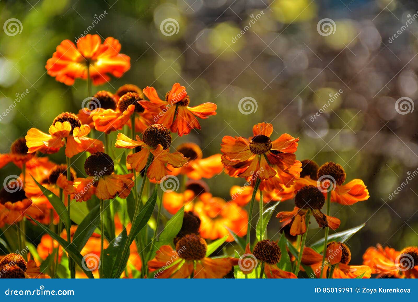 Autumn flowers stock image. Image of autumn, green, beautiful - 85019791