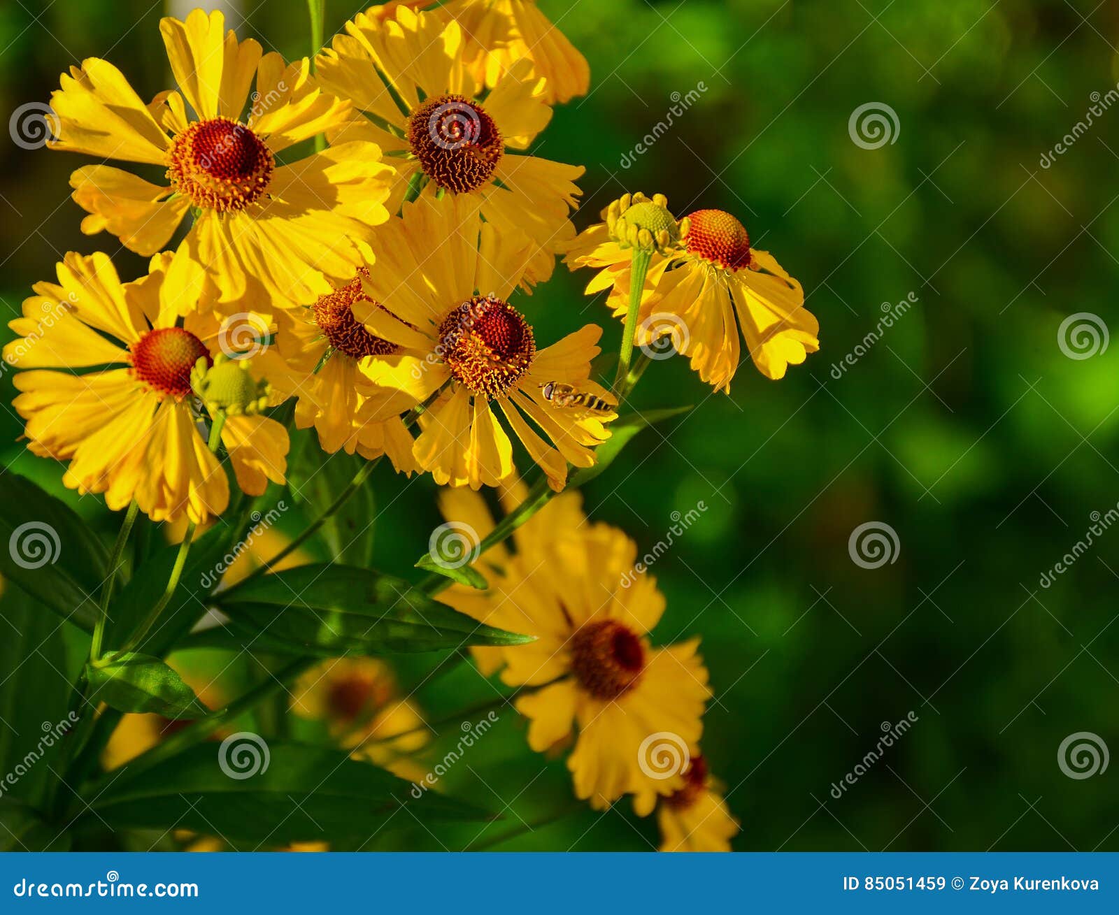 Autumn flowers stock image. Image of petals, seeds, multicolored - 85051459