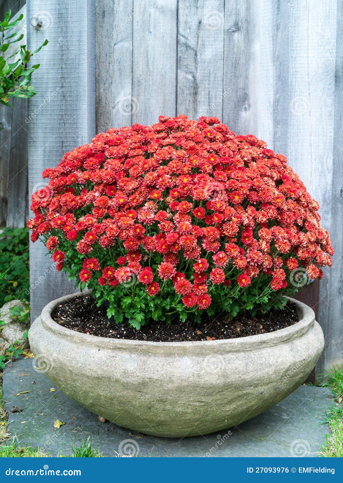 Autumn Flowers Mums stock photo. Image of autumn, flowers - 27093976