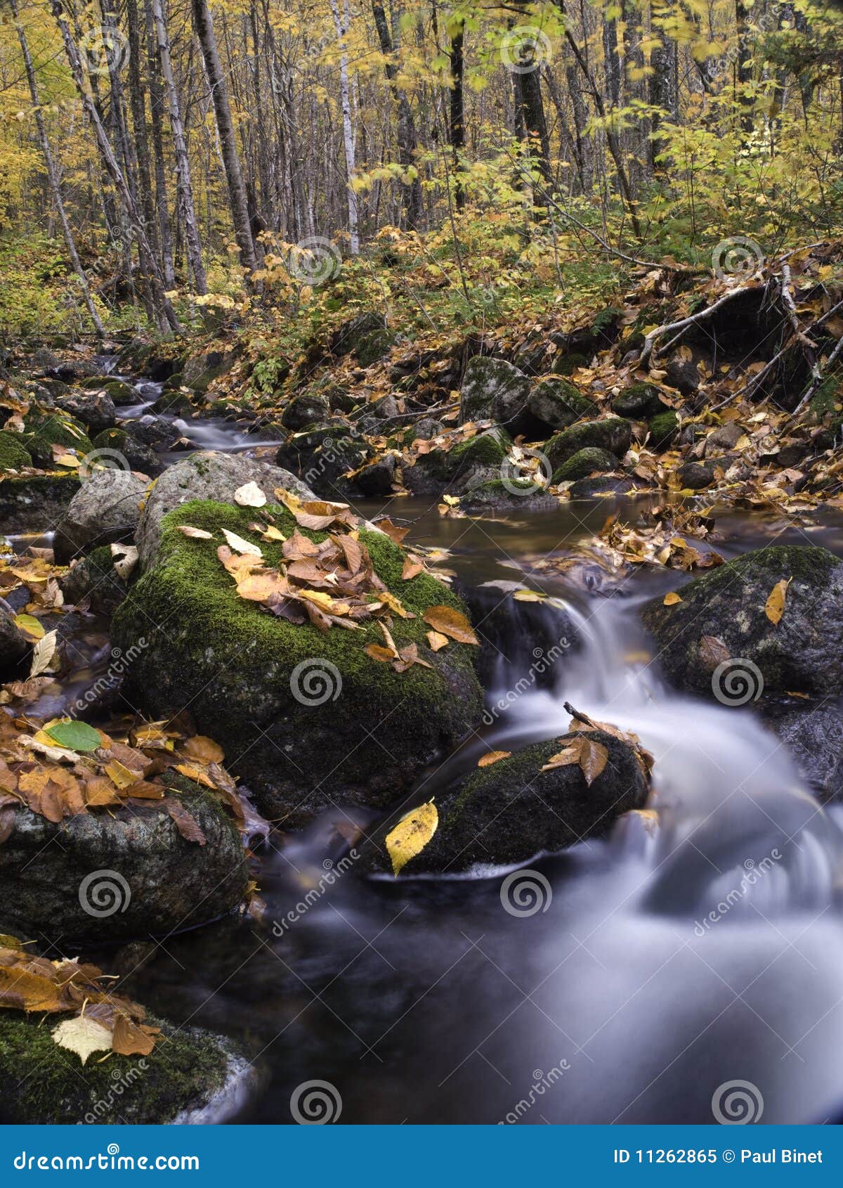 Autumn flowing river stock image. Image of outdoor, leaf - 11262865