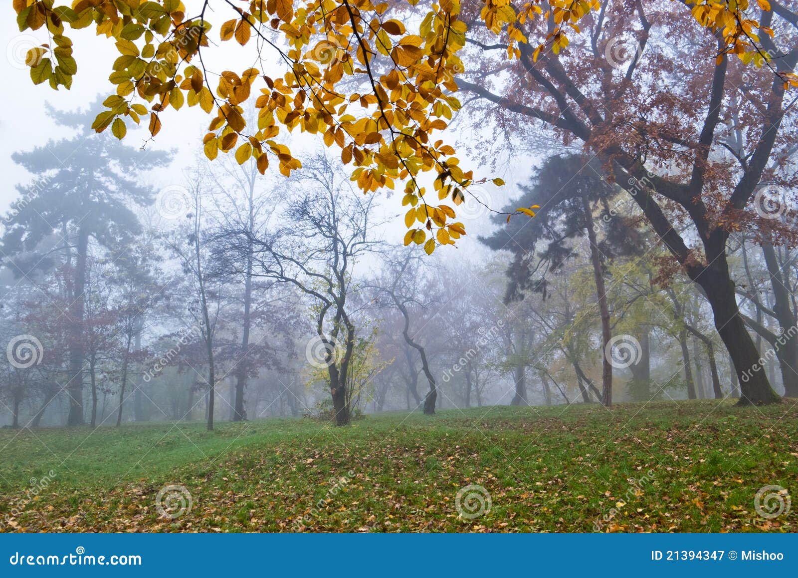 Autumn fog stock image. Image of foliage, leaf, nature - 21394347
