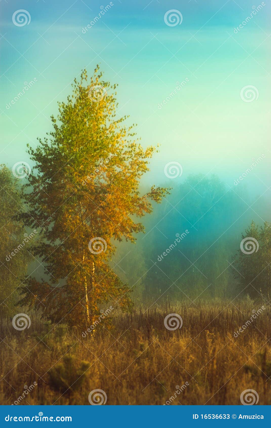 Autumn foggy morning stock image. Image of fall, outdoor - 16536633