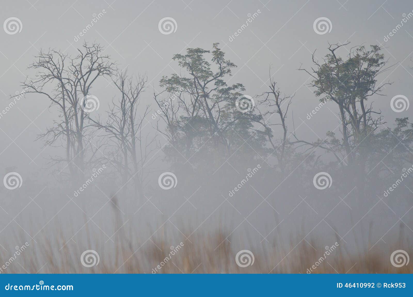 Autumn and a Foggy Morning in the Marsh Stock Photo - Image of nature ...