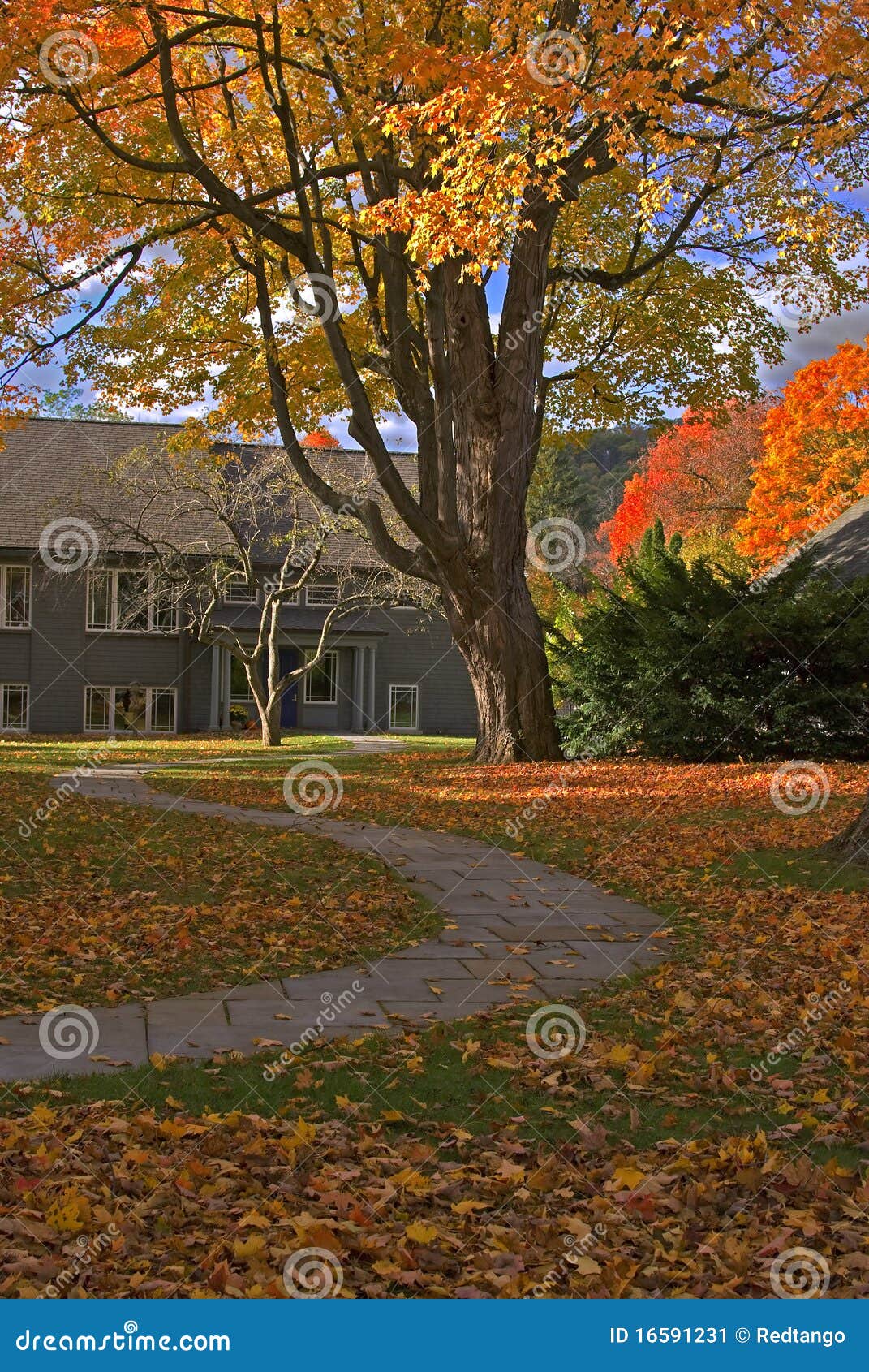 Autumn Foliage in Back Yard Stock Image - Image of natural, backyard ...