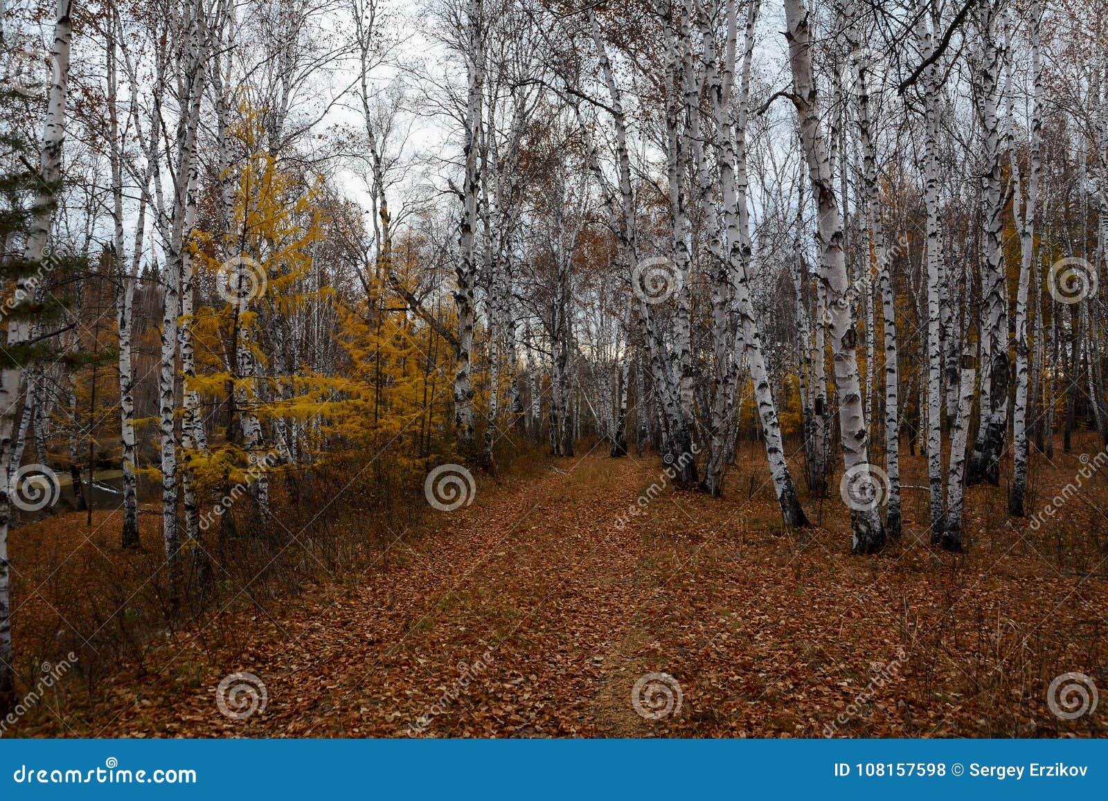 Autumn Foliage, Birch Forest Stock Photo - Image of beauty, deciduous ...
