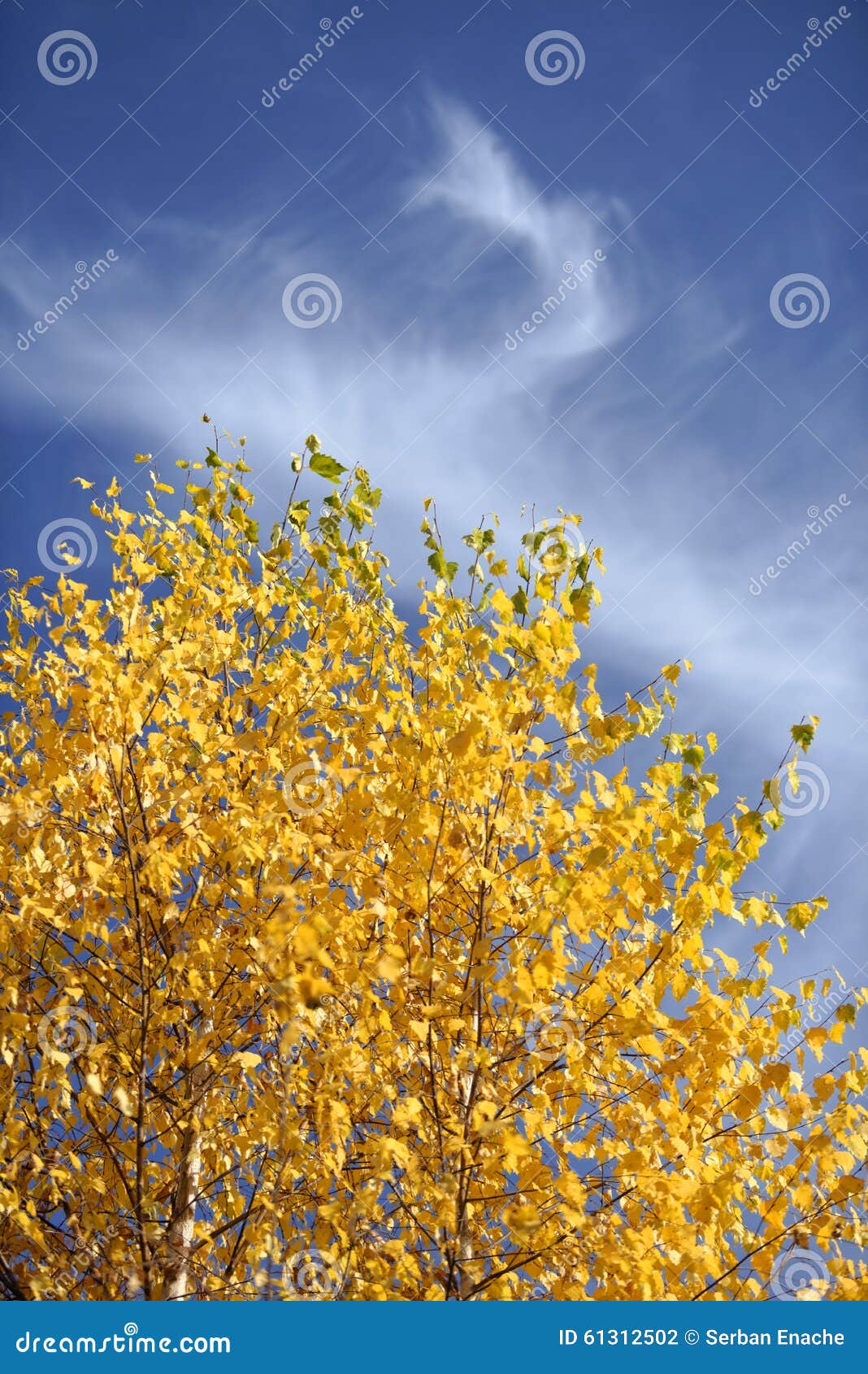 Autumn Foliage on Birch Tree Stock Photo - Image of leaves, branches ...