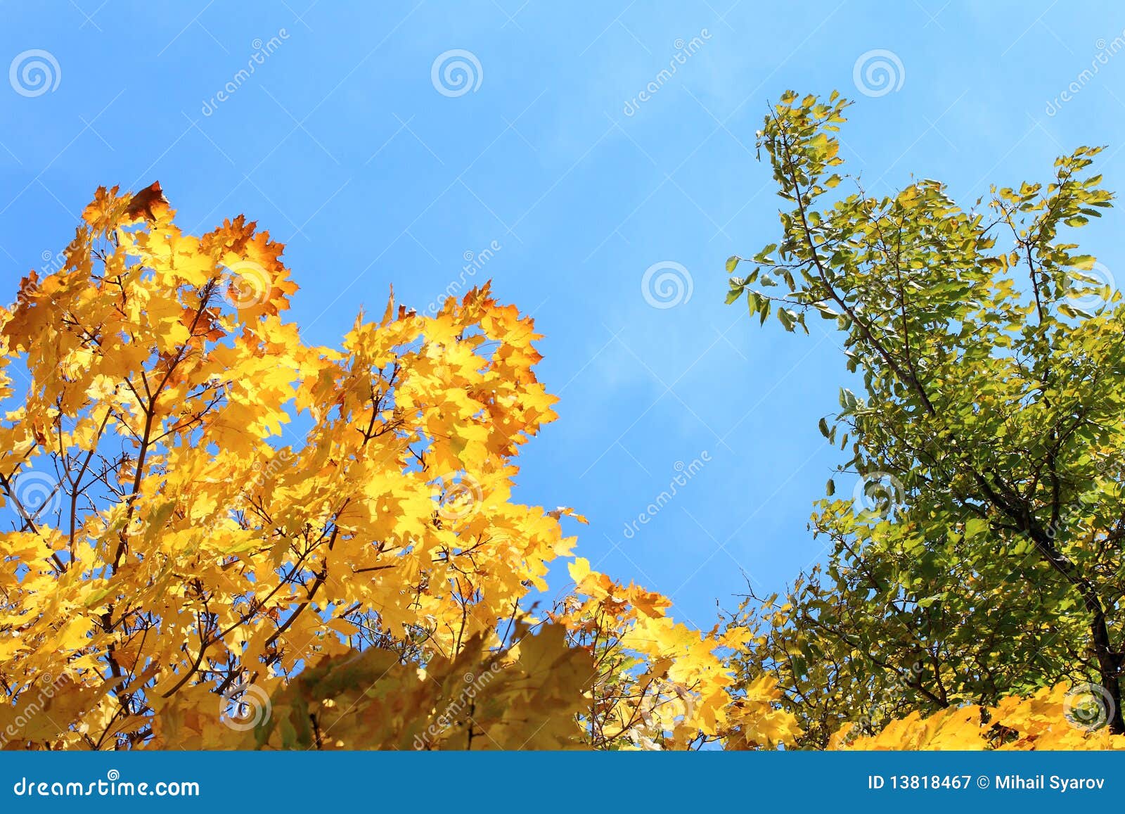 Autumn foliage on blue sky stock image. Image of lush - 13818467