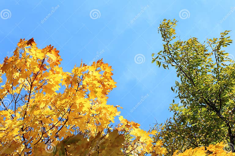 Autumn foliage on blue sky stock image. Image of lush - 13818467