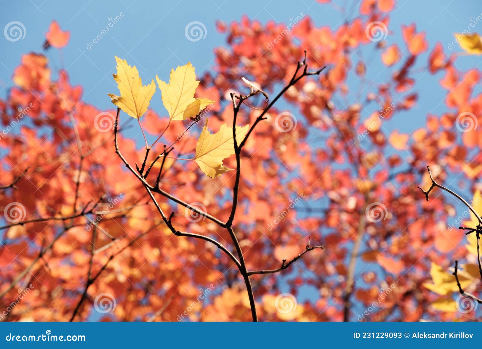 Autumn Foliage on a Blue Sky Background Stock Image - Image of natural ...
