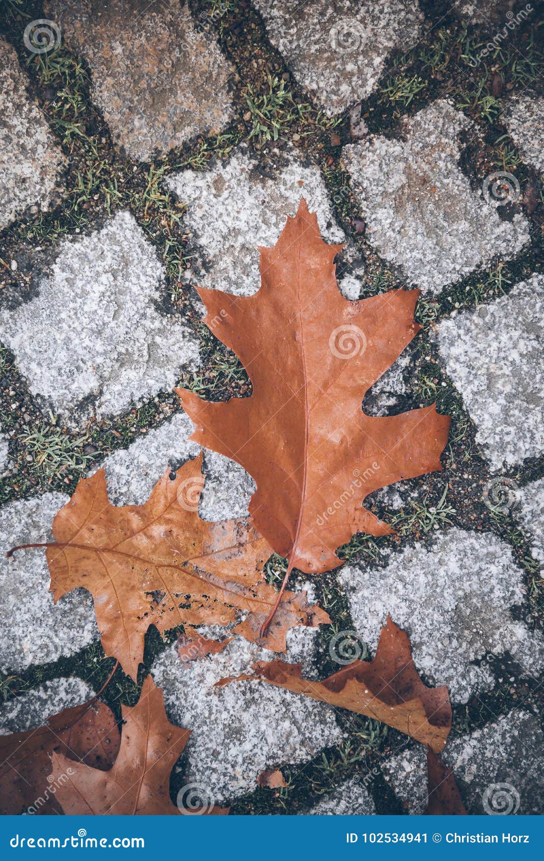 Autumn Foliage on Cobblestone Street Stock Image - Image of brown ...