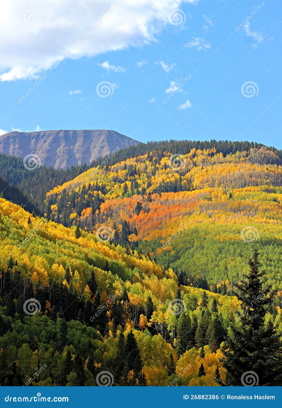 Autumn Foliage in Colorful Colorado Stock Photo - Image of green ...