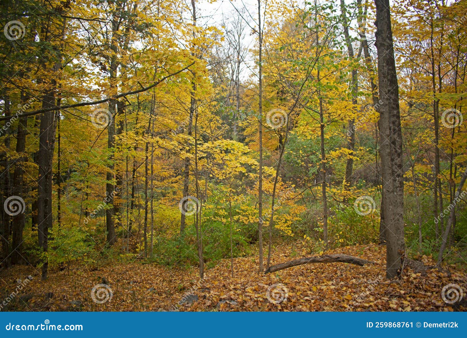 Autumn Foliage Colors -02 stock image. Image of mountains - 259868761