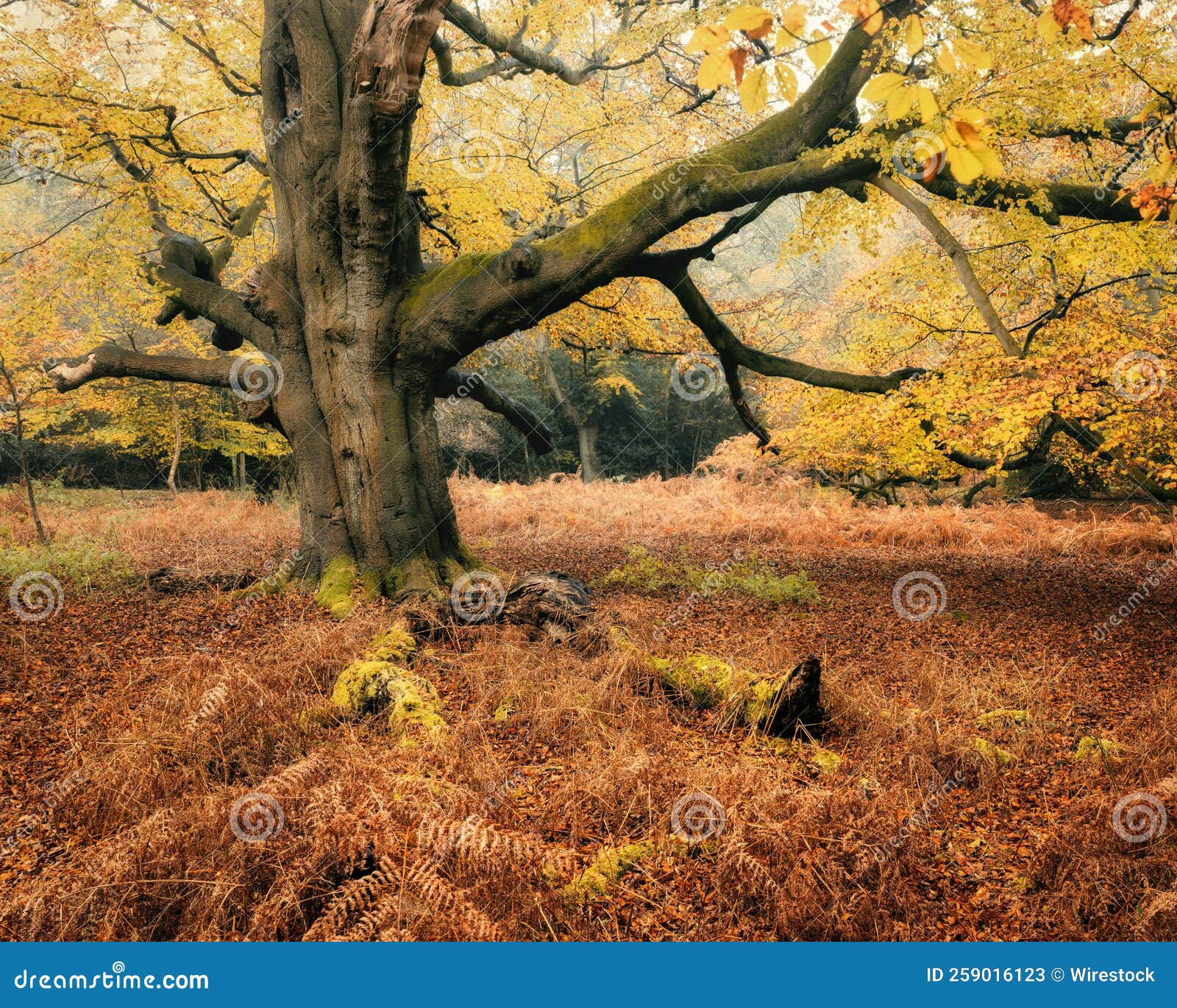 Autumn Foliage in the Epping Forest Displaying a Big Tree with Surface ...