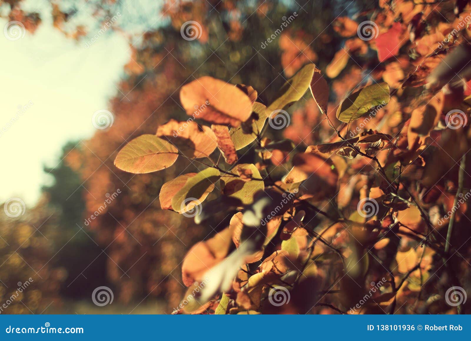 Autumn Foliage in Forests of Russia Stock Photo - Image of fall, forest ...