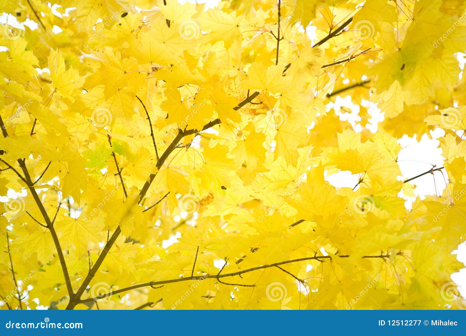 Autumn Foliage of Gold Maple Stock Image - Image of light, colored ...