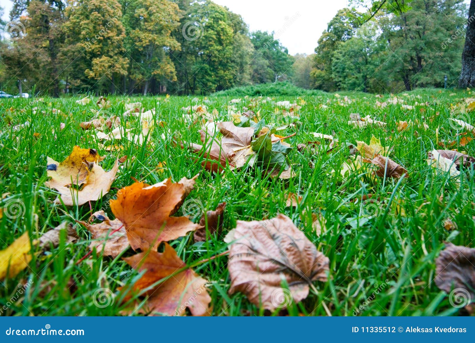 Autumn Foliage in Green Grass Stock Photo - Image of park, autumn: 11335512