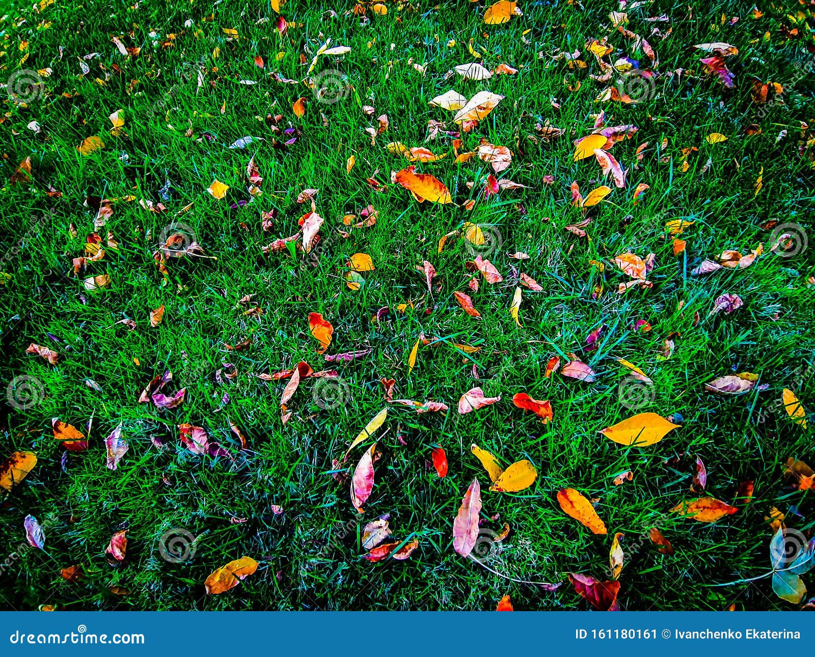 Autumn Foliage on the Green Grass. Stock Image - Image of green, autumn ...