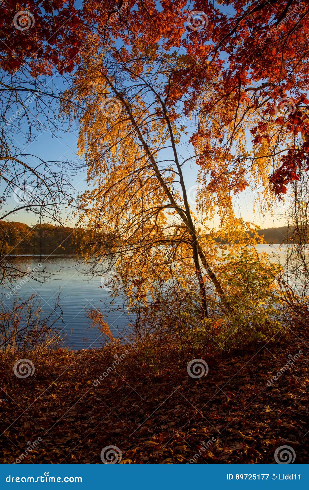 Autumn foliage on the lake stock image. Image of beautiful - 89725177