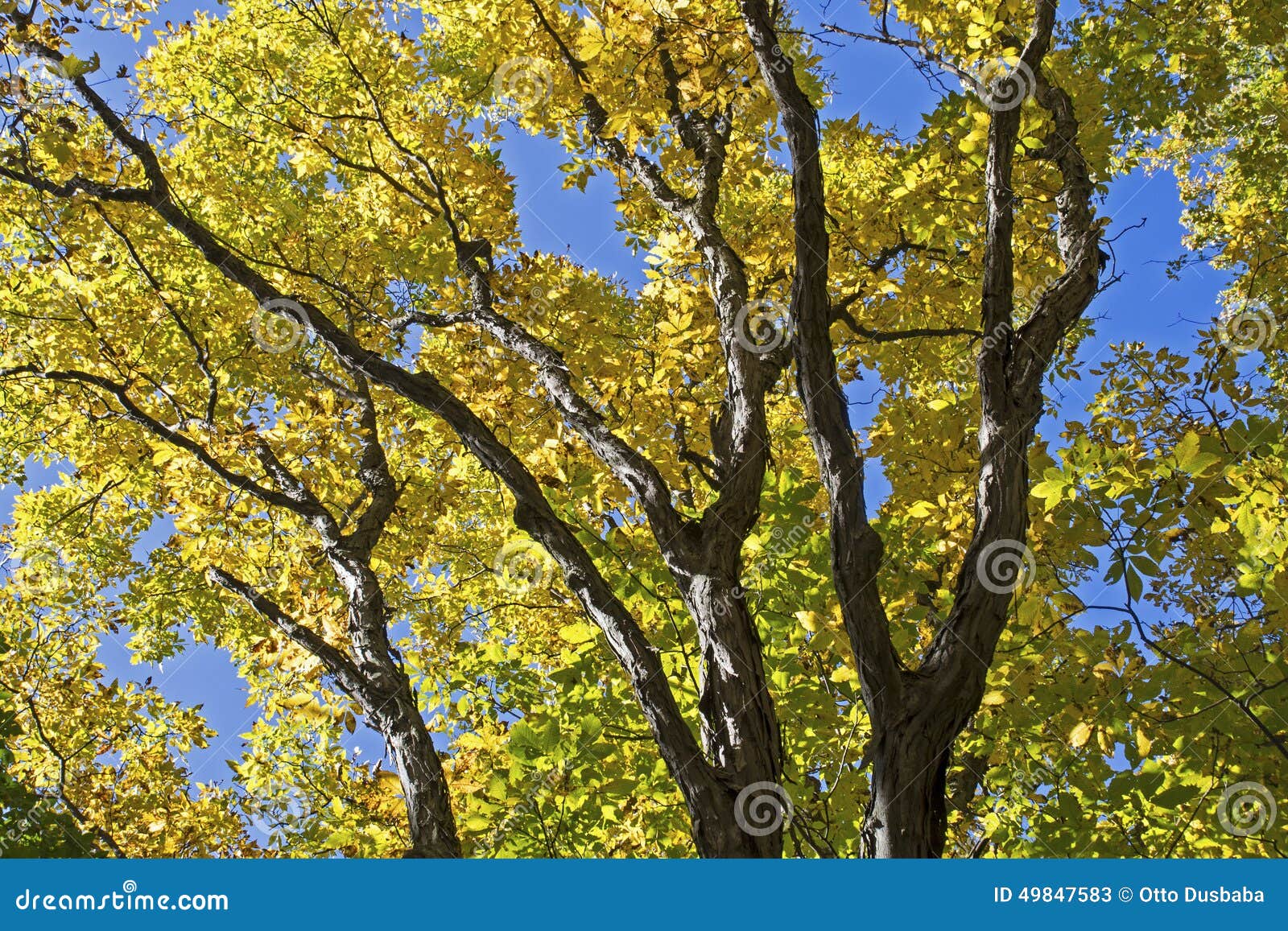 Autumn Foliage on a Maple Tree Stock Image - Image of deciduous, fall ...