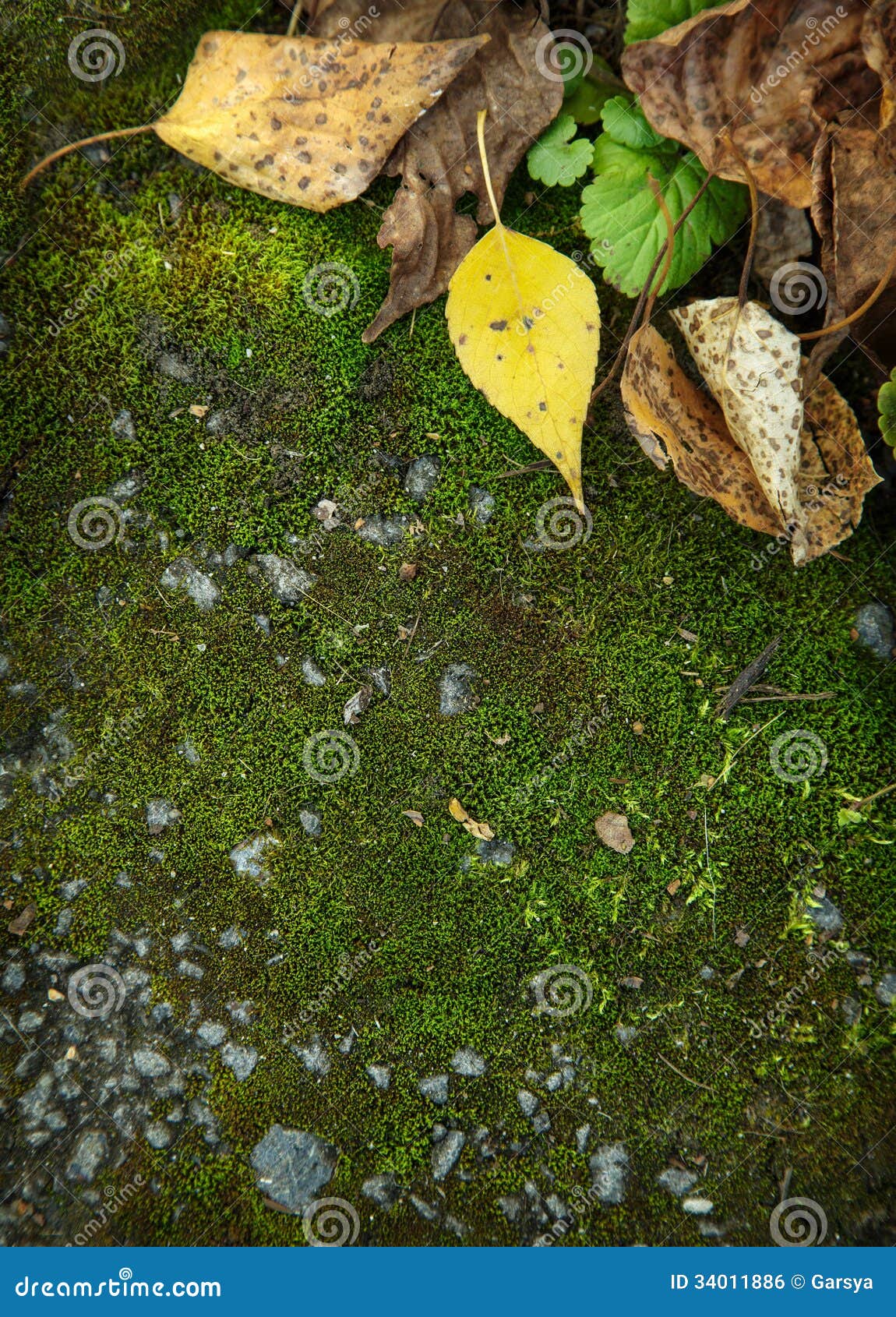 Autumn foliage on moss stock photo. Image of moss, closeup - 34011886