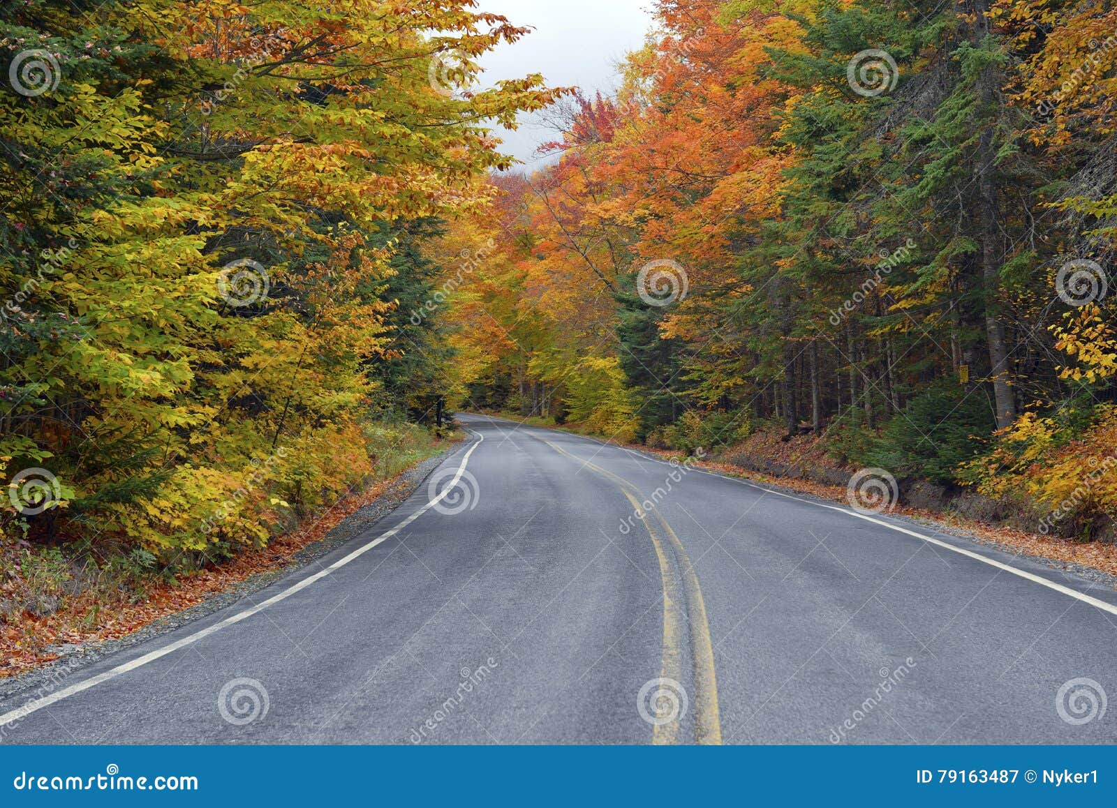 Autumn Foliage in a Northeast Forest Stock Image - Image of northeast ...