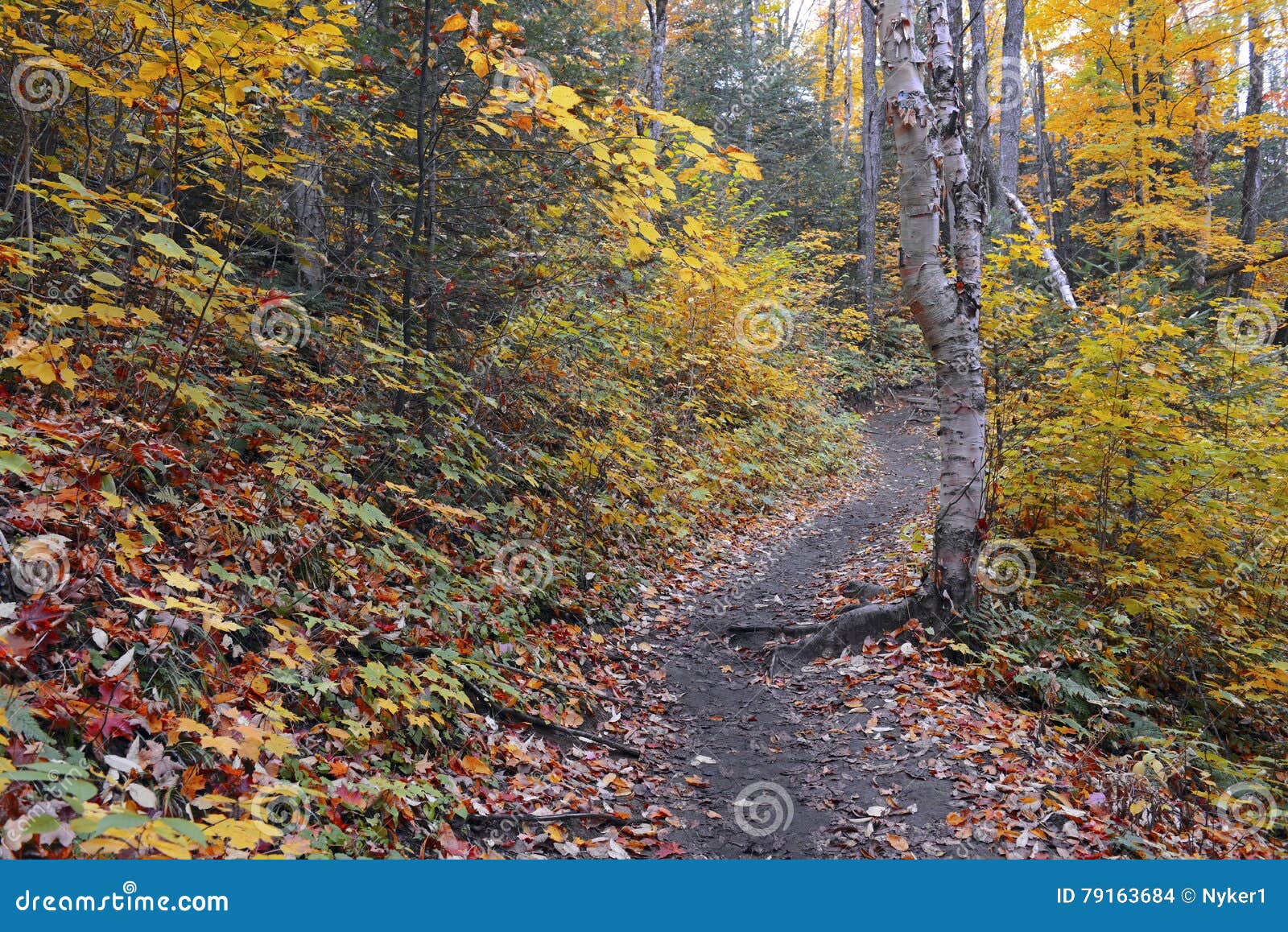 Autumn Foliage in a Northeast Forest Stock Photo - Image of george ...