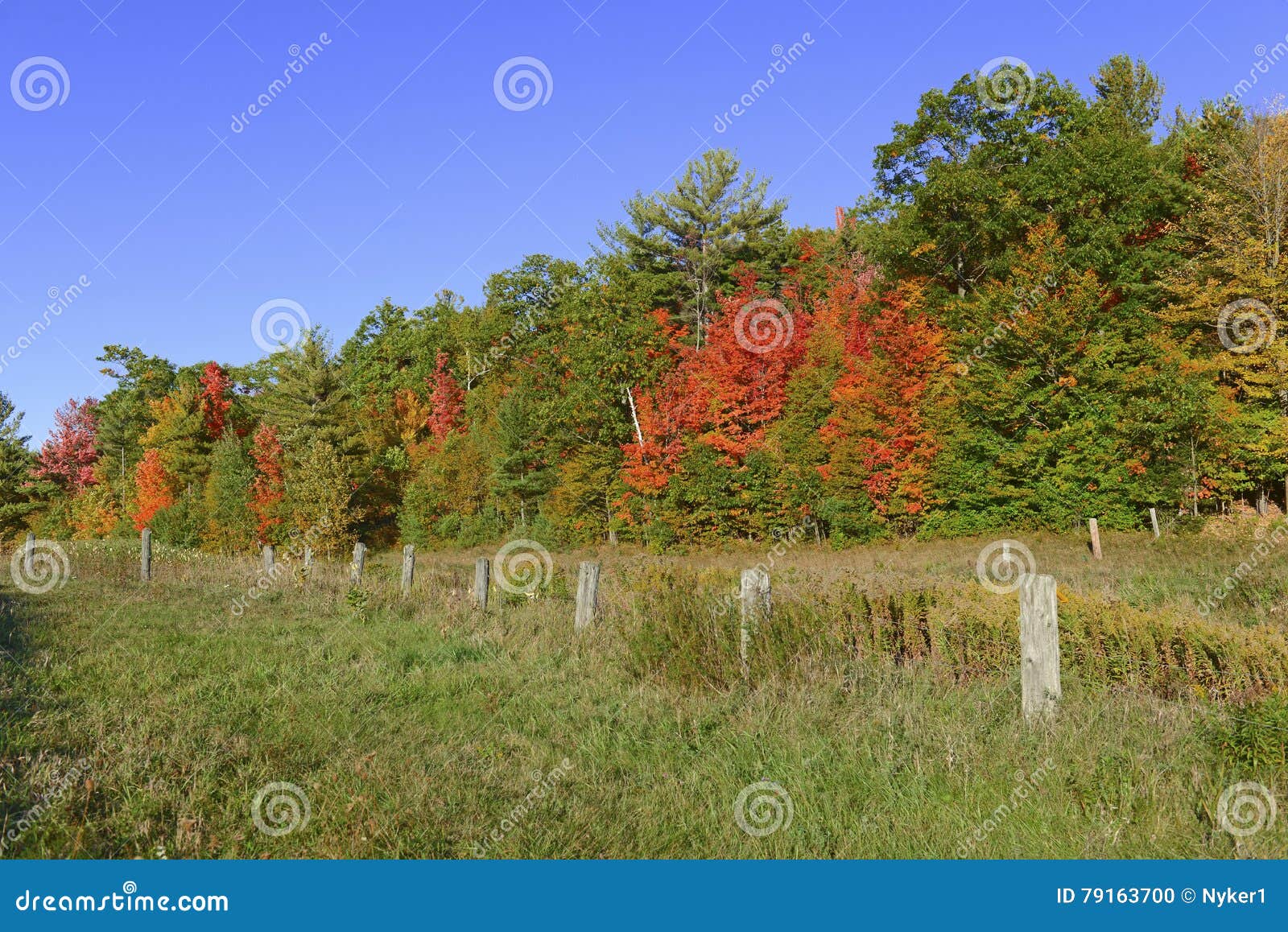 Autumn Foliage in a Northeast Forest Stock Photo - Image of chlorophyll ...