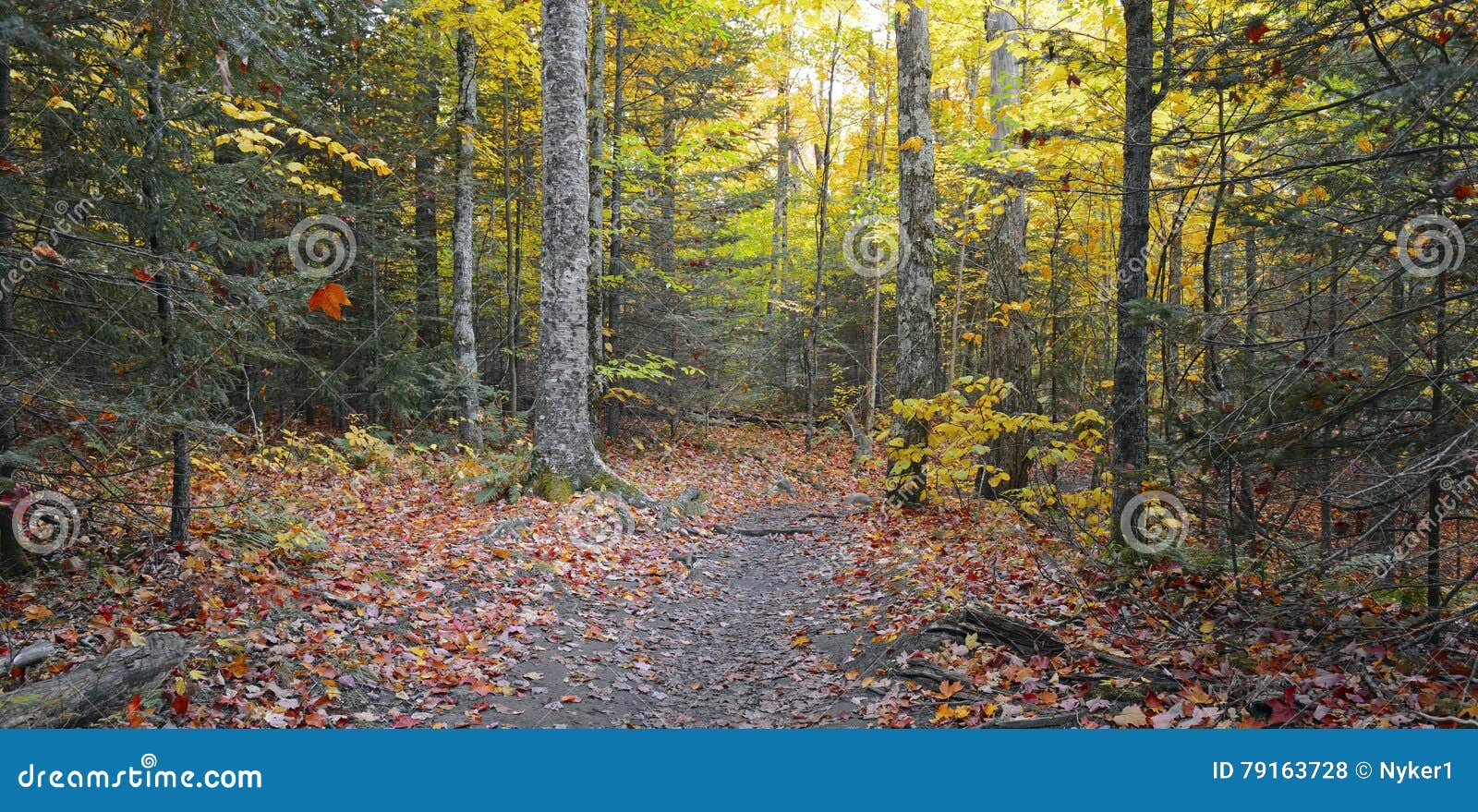 Autumn Foliage in a Northeast Forest Stock Photo - Image of catskills ...