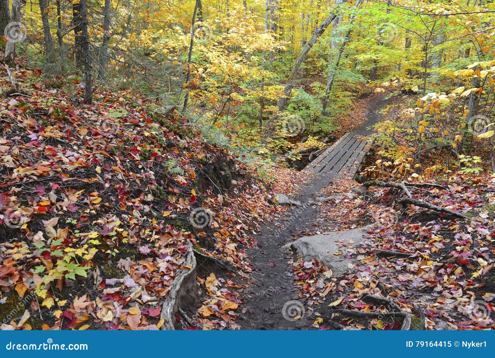 Autumn Foliage in a Northeast Forest Stock Image - Image of placid ...