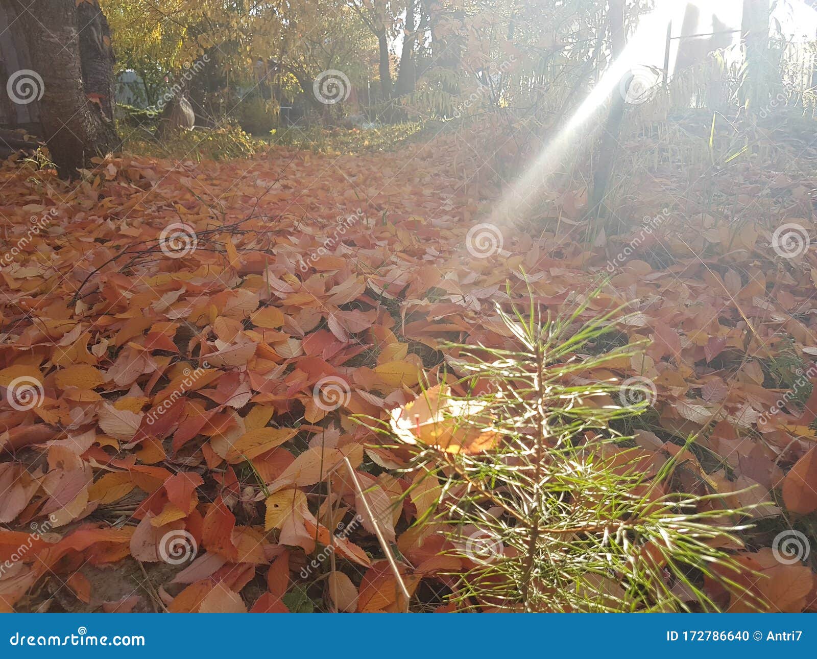 Autumn foliage pine stock photo. Image of autumn, nature - 172786640