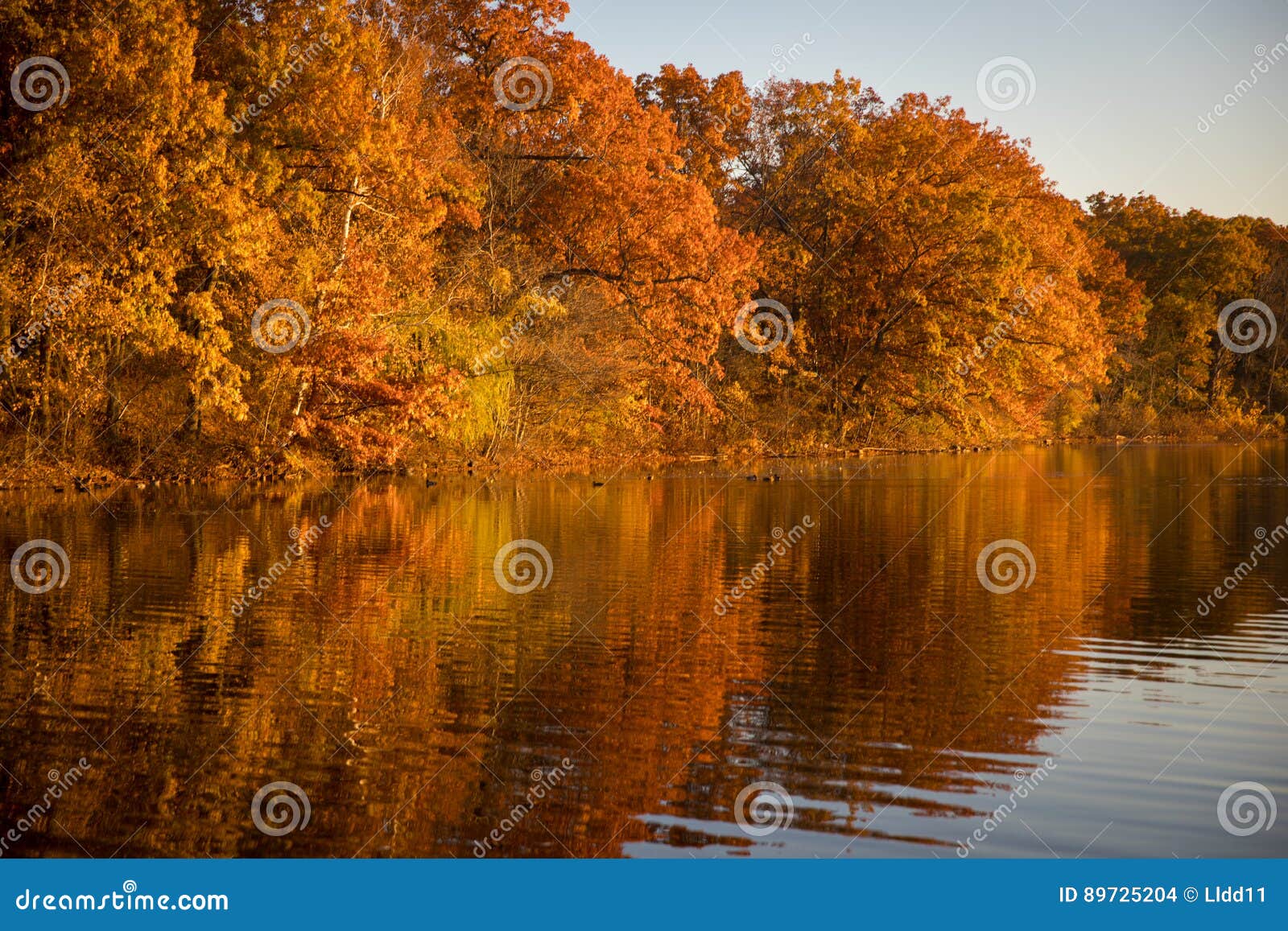 Autumn Foliage Reflections on the Lake Stock Photo - Image of fall ...