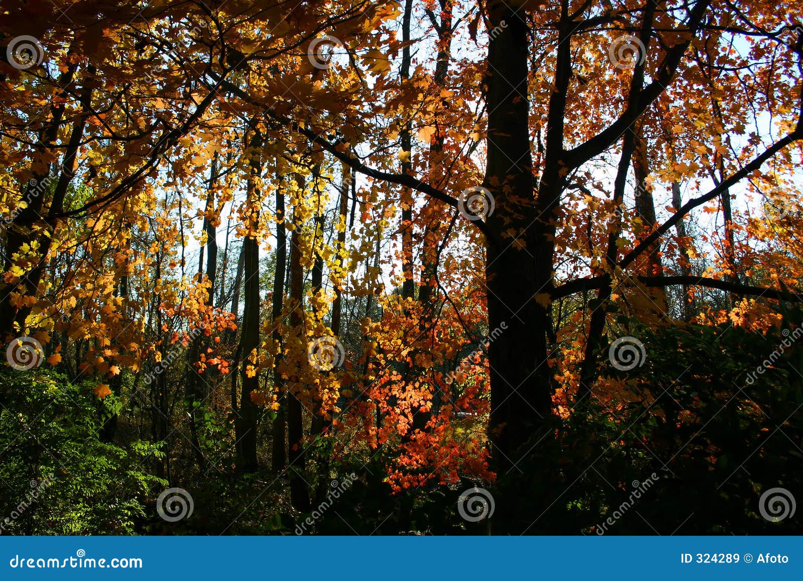 Autumn foliage and shadows stock image. Image of seasonal - 324289