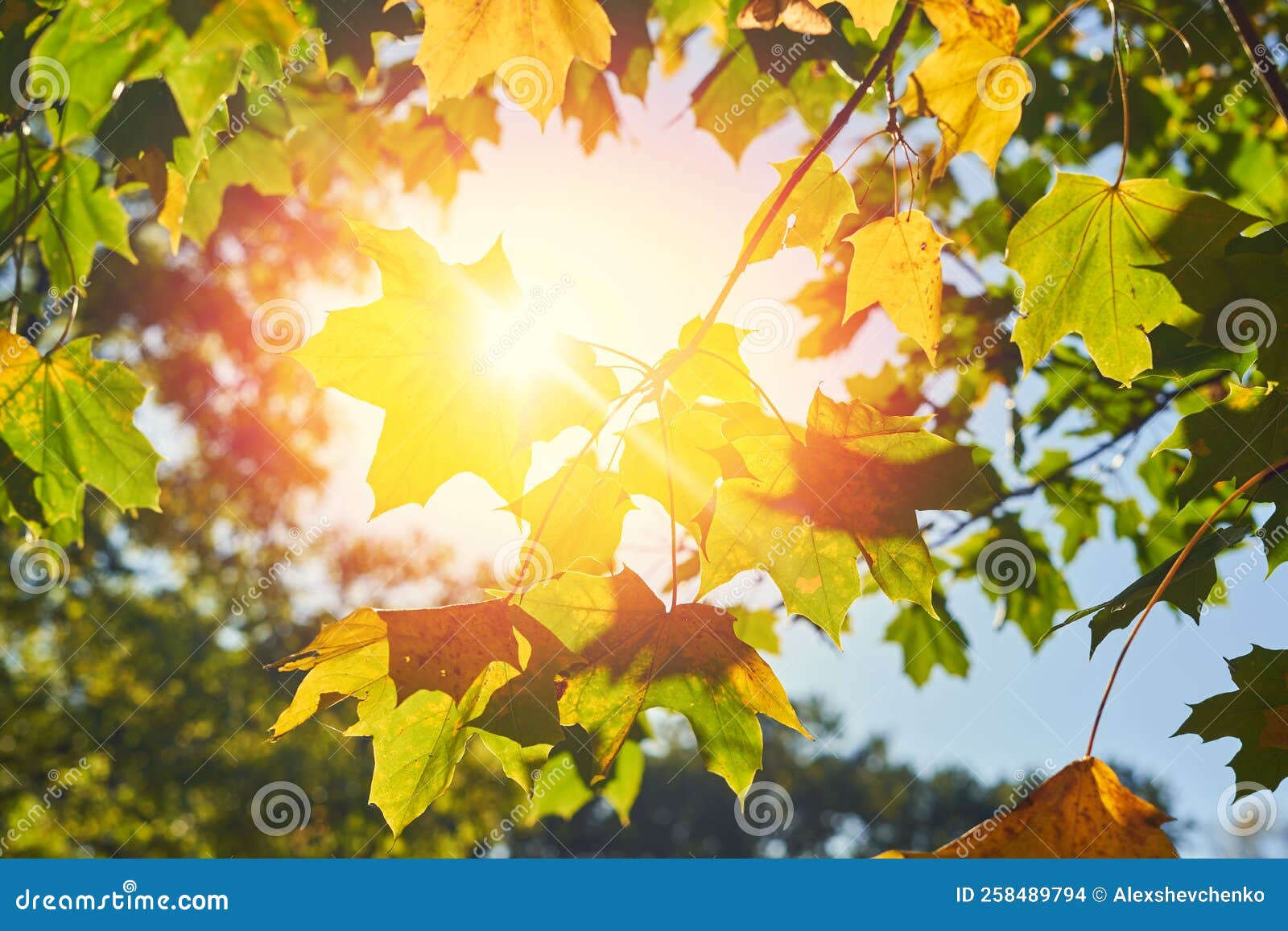 Autumn Foliage, Sunshine through the Leaves Stock Photo - Image of ...