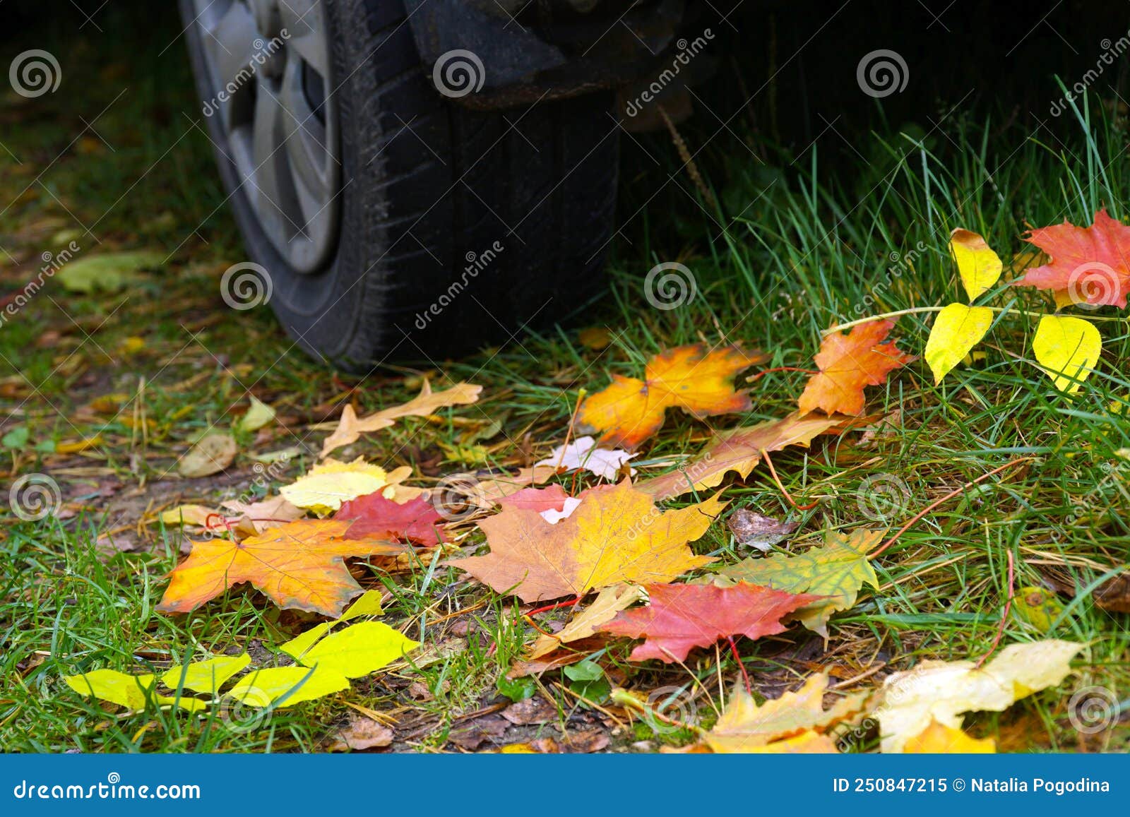 Autumn Foliage Under the Wheels of a Car on the Grass Stock Image ...