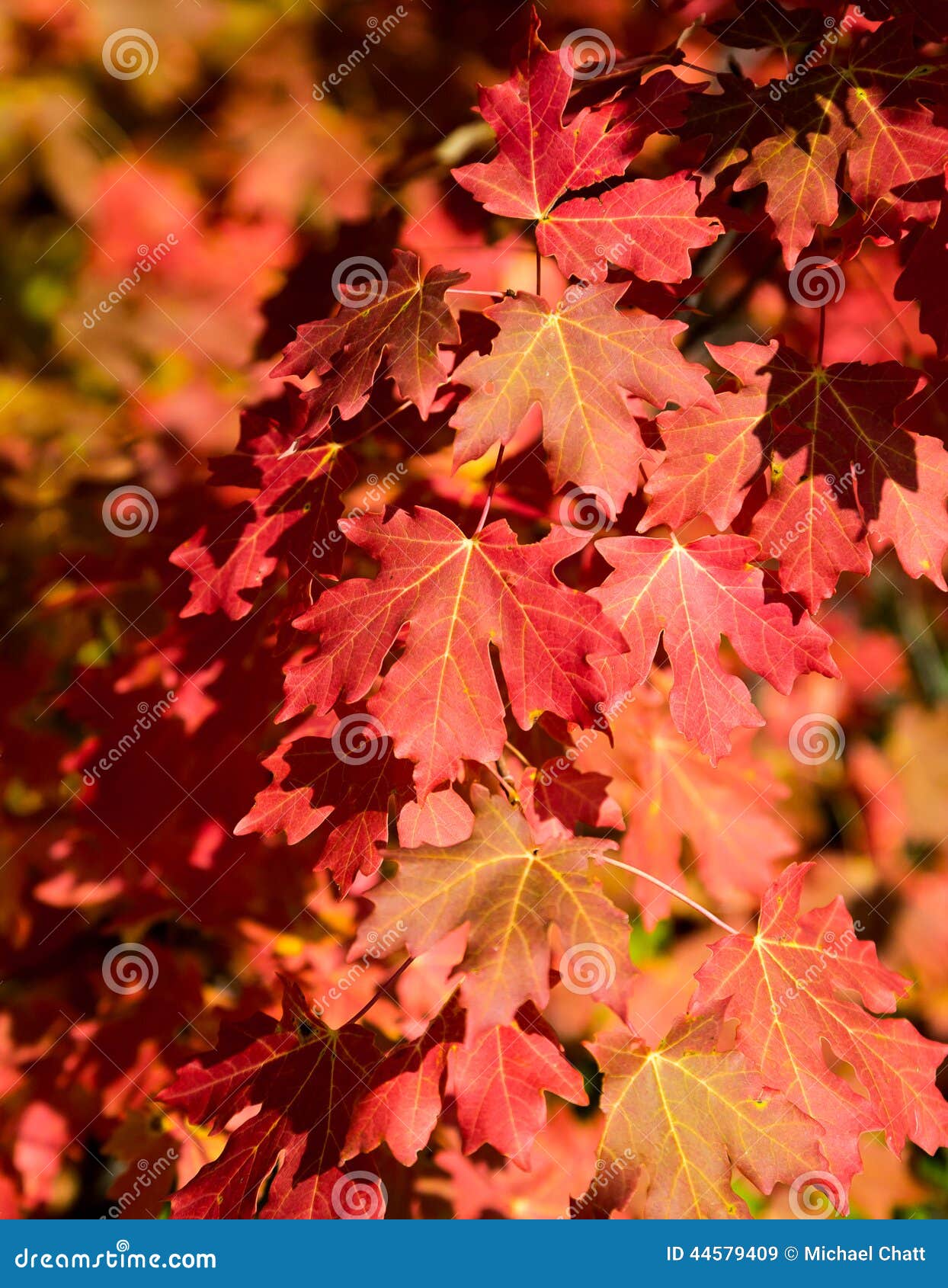 Autumn Foliage stock image. Image of colorful, trail - 44579409