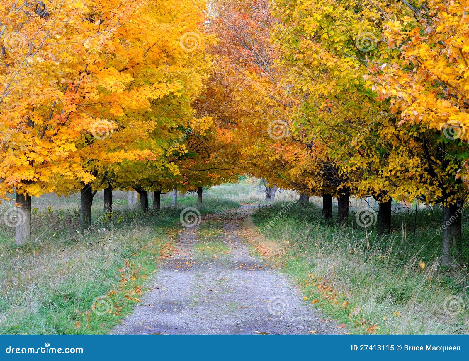 Autumn Footpath stock image. Image of fall, outdoor, grove - 27413115