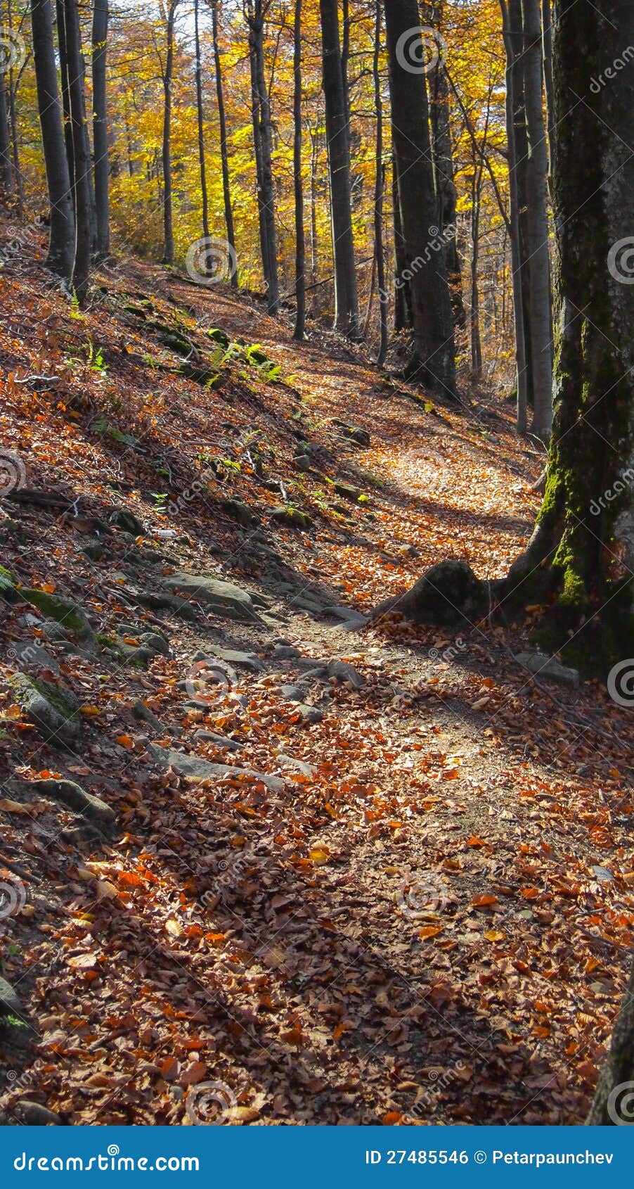 Autumn footpath stock photo. Image of natural, beech - 27485546