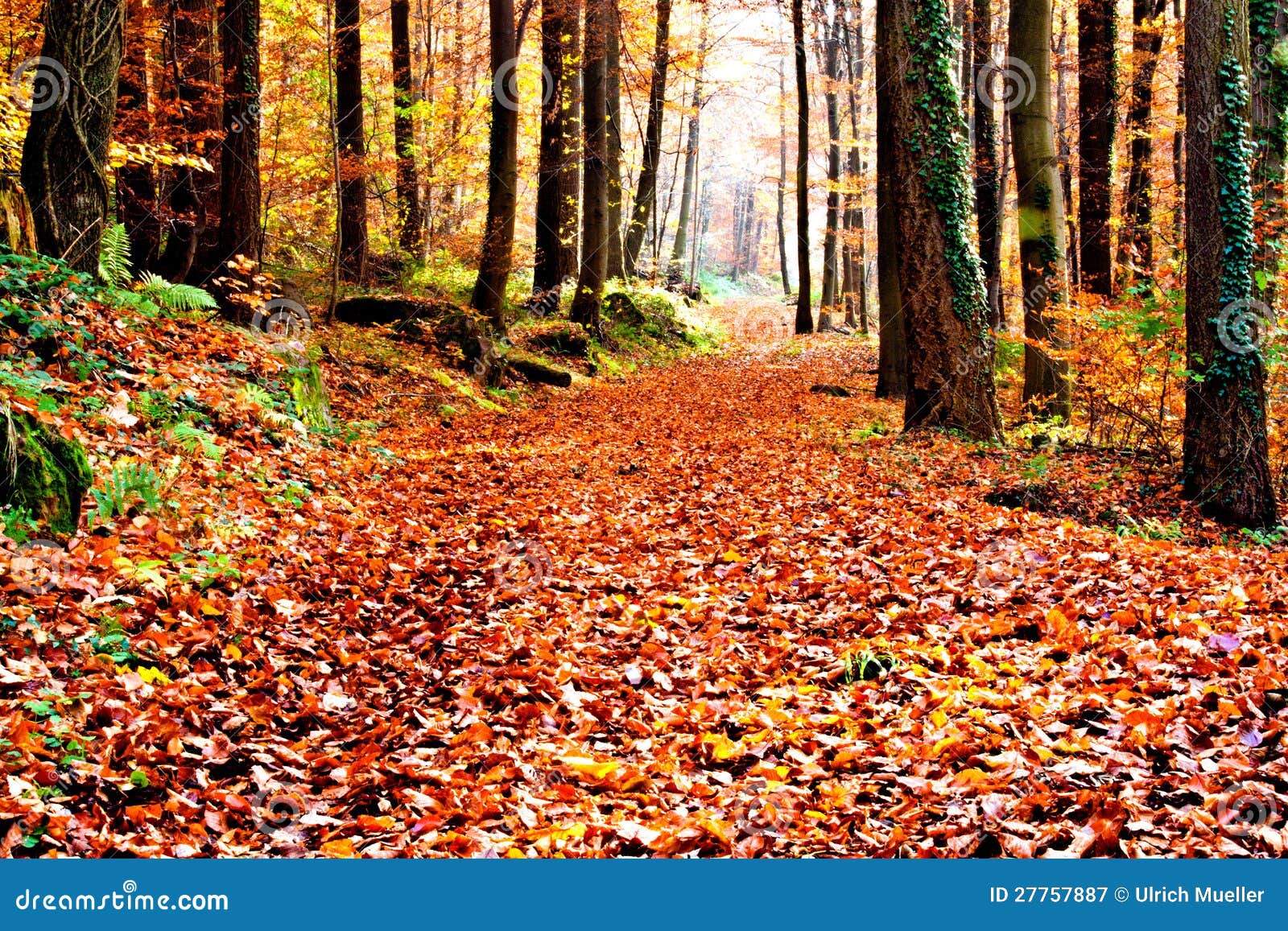 Autumn footpath stock image. Image of sunlight, yellow - 27757887