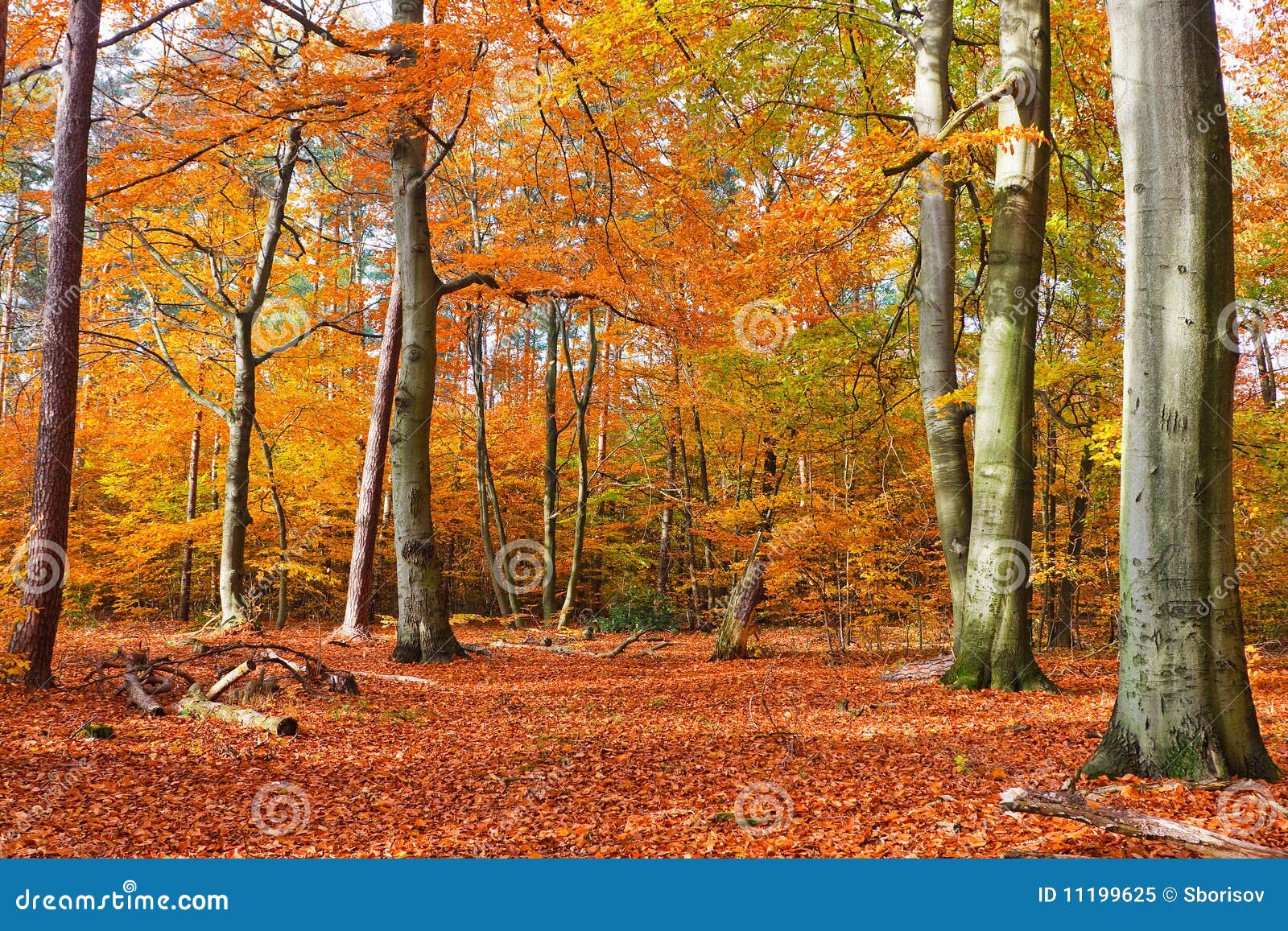 Autumn forest stock image. Image of leaf, change, fresh - 11199625